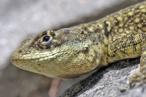 Closeup Calango Lizard Species Stones Background Sao Paulo City Brazil ...