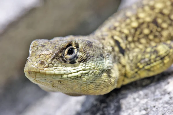 Closeup Calango Lizard Species Stones Background Sao Paulo City Brazil ...