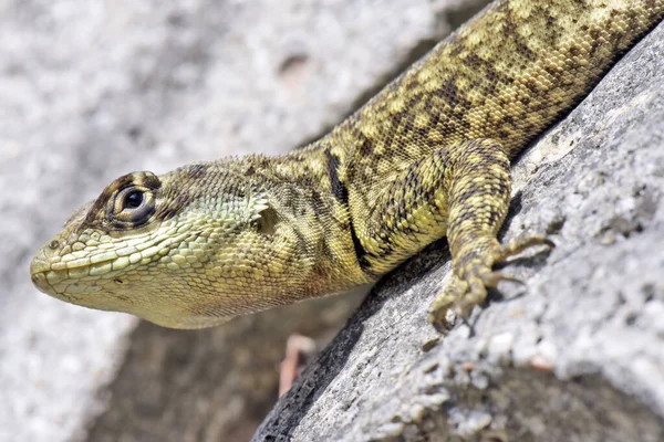 Closeup Calango Lizard Species Stones Background Sao Paulo City Brazil ...