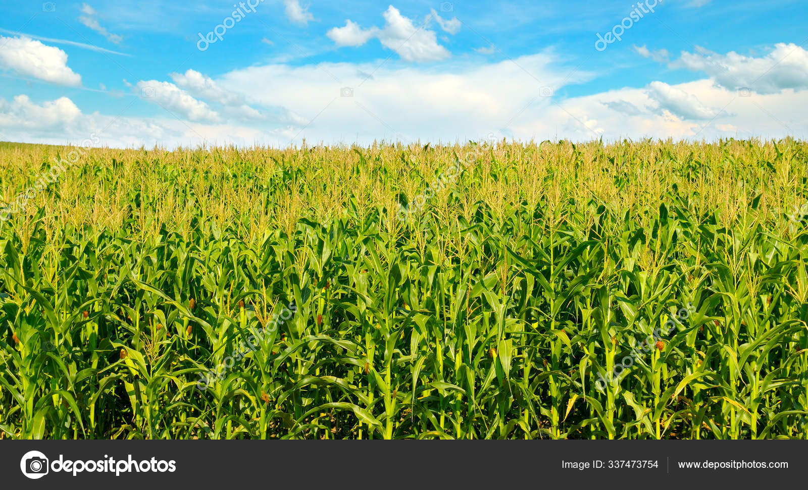 Blue Sky Corn Field