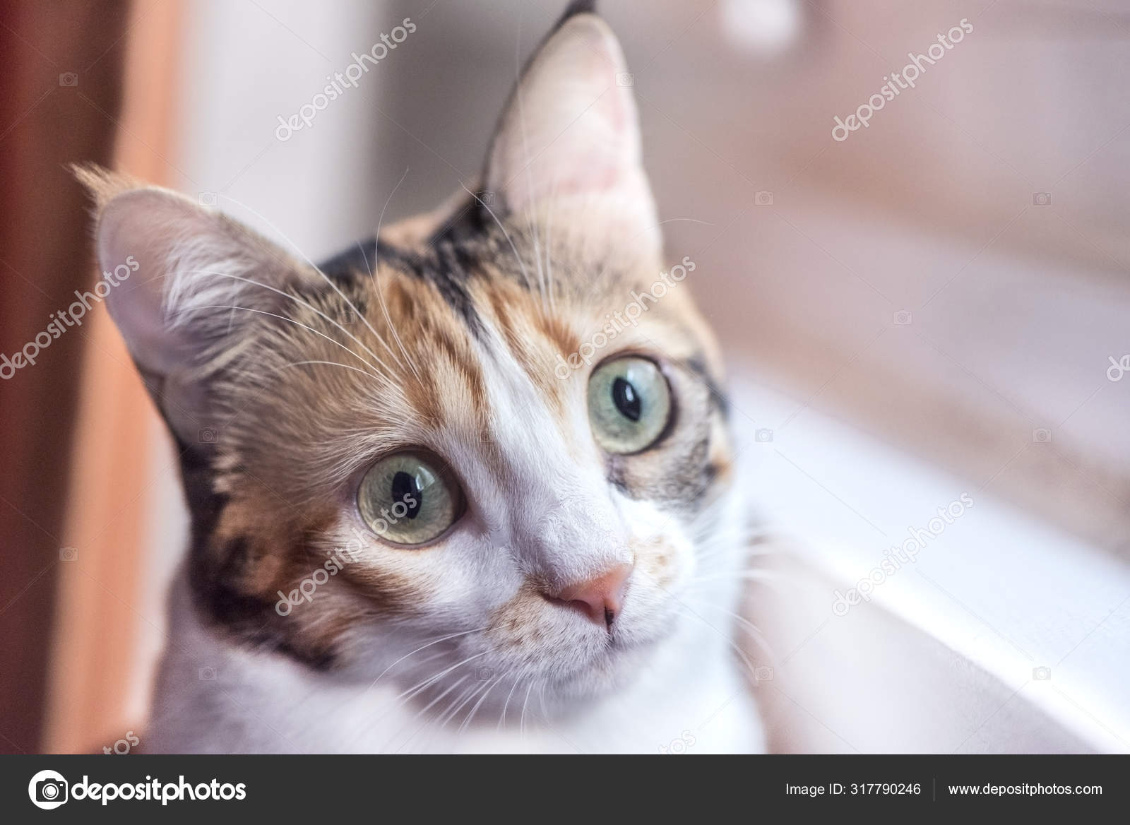 Female Calico Cat Next Window Close Indoor Macro Photography — Stock ...