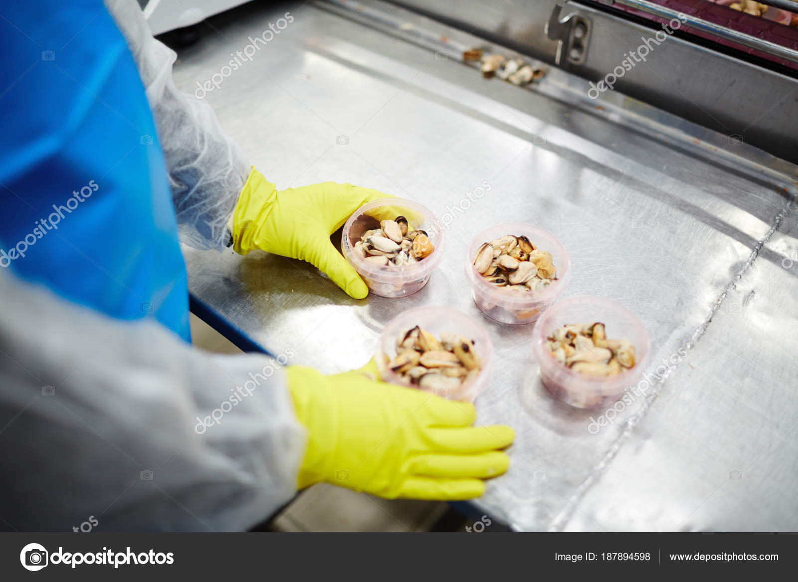Staff Packing Processed Mussels Plastic Containers While Working ...