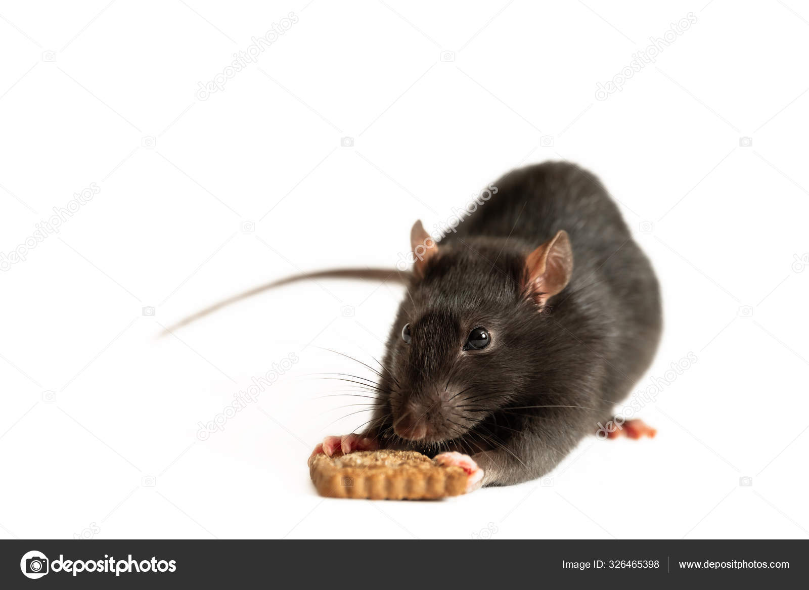 Mouse Eating Cookie
