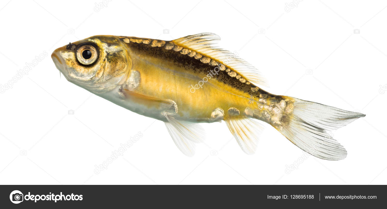 Side view of a yellow koi isolated on white Stock Photo by ©lifeonwhite ...