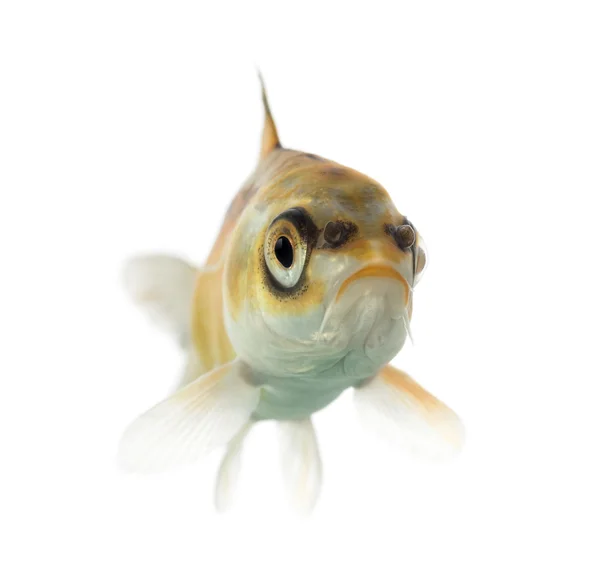 Fish front Stock Photos, Royalty Free Fish front Images | Depositphotos