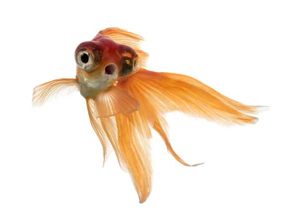 Front goldfish Stock Photos, Royalty Free Front goldfish Images ...
