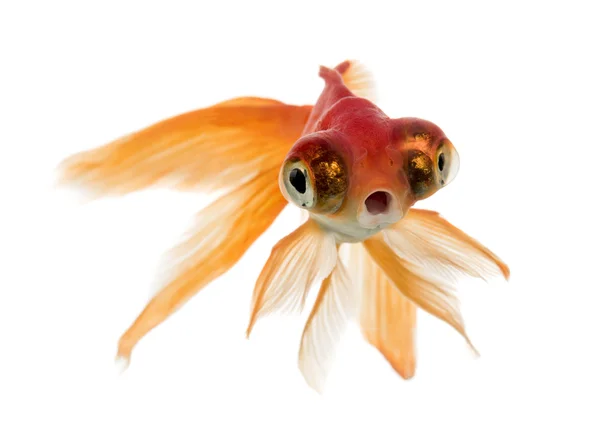 Front goldfish Stock Photos, Royalty Free Front goldfish Images ...