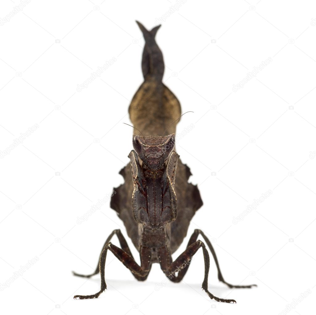 Dead leaf mantises - Acanthops Sp - isolated on white — Stock Photo ...