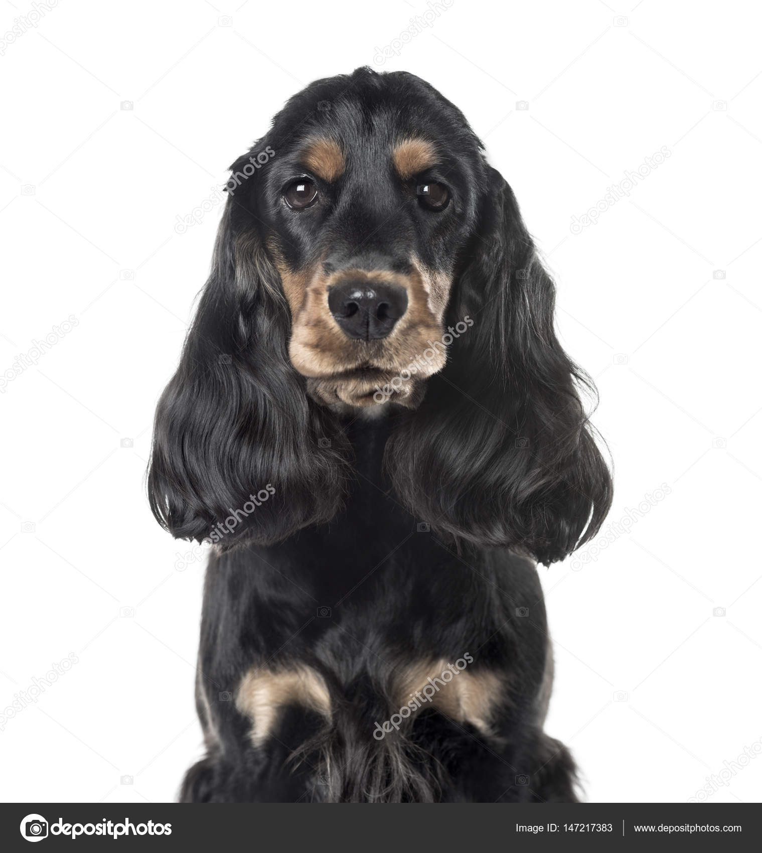 Cocker Spaniel Black White And Brown