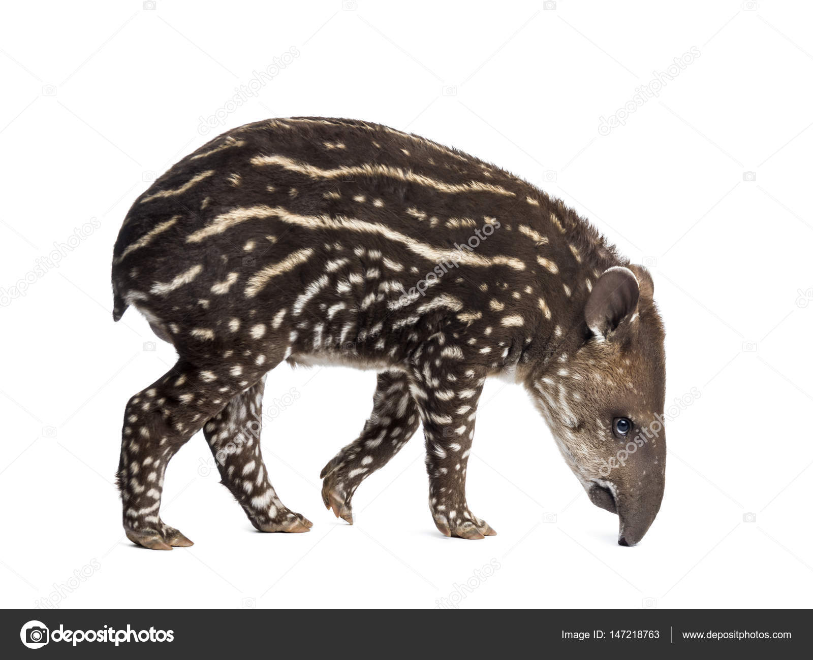 Side view of a young South american tapir sniffing, isolated on Stock ...