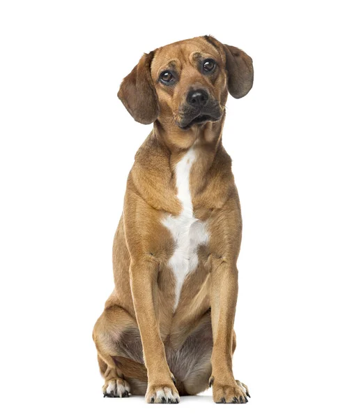 Jack russell lying and panting, isolated on white Stock Photo by ...