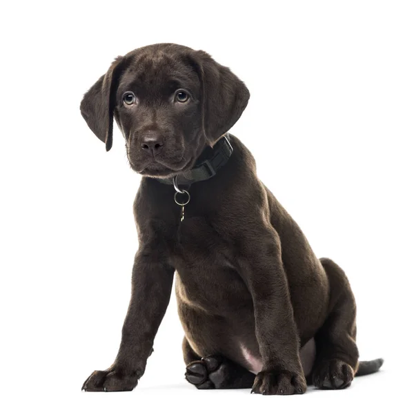 Labrador Retriever, 7 months old, sitting in front of white background ...