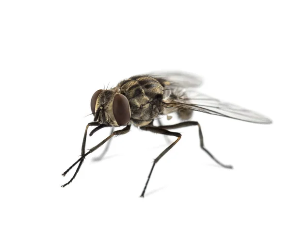 Housefly Stock Photos, Royalty Free Housefly Images | Depositphotos