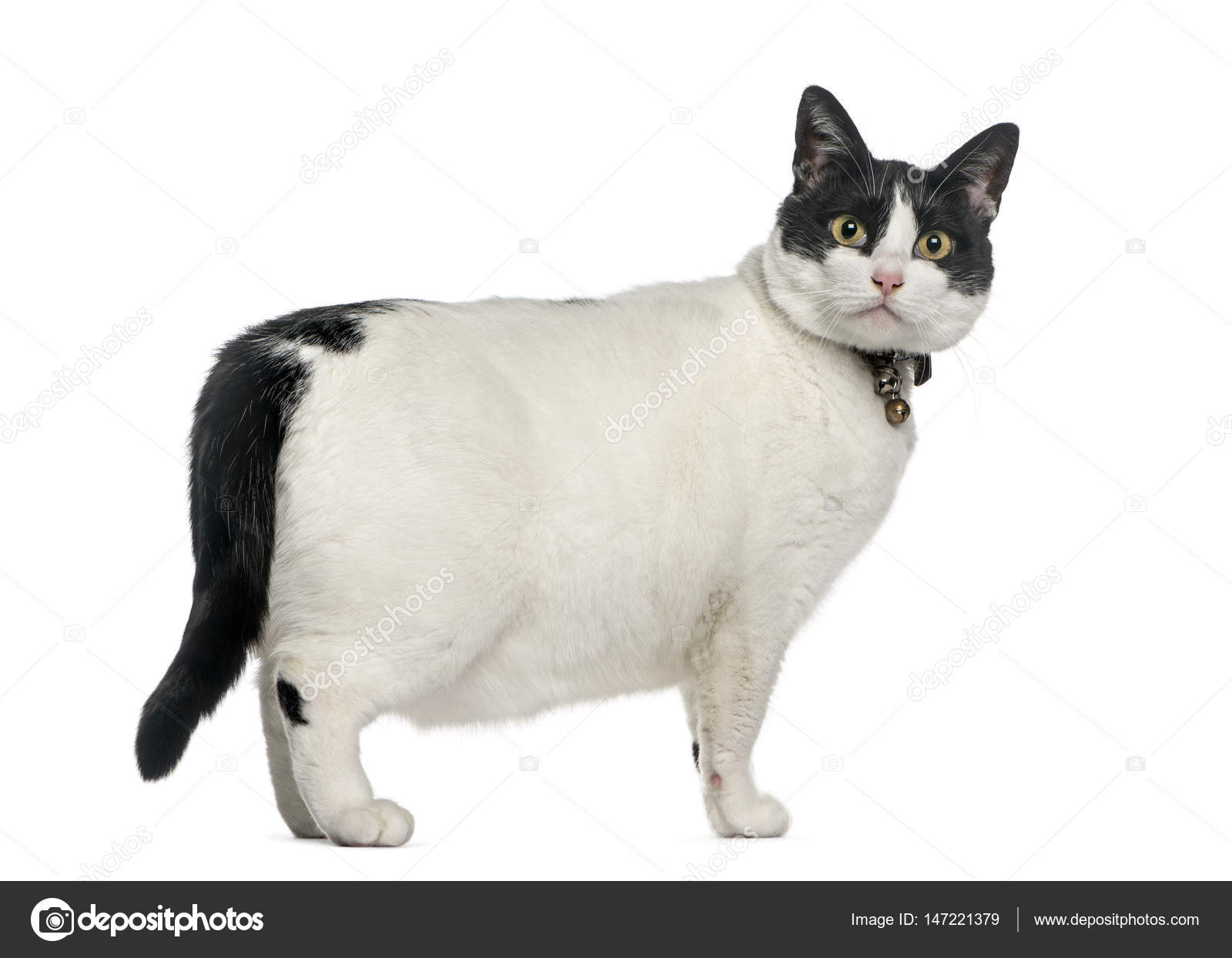 Angry fat cat, isolated on white Stock Photo by ©lifeonwhite 147221379