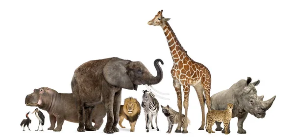 Pachydermata Stock Photos, Royalty Free Pachydermata Images | Depositphotos