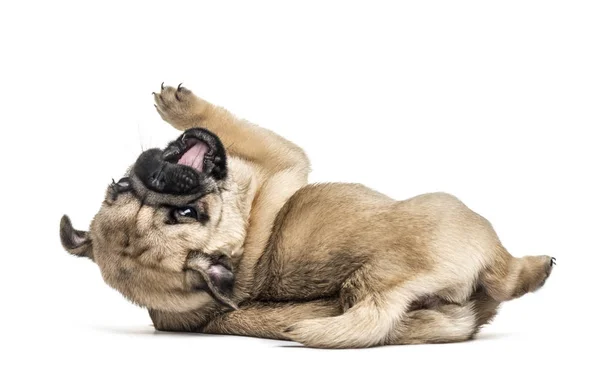 Cursed images of pug Stock Photos, Royalty Free Cursed images of pug ...