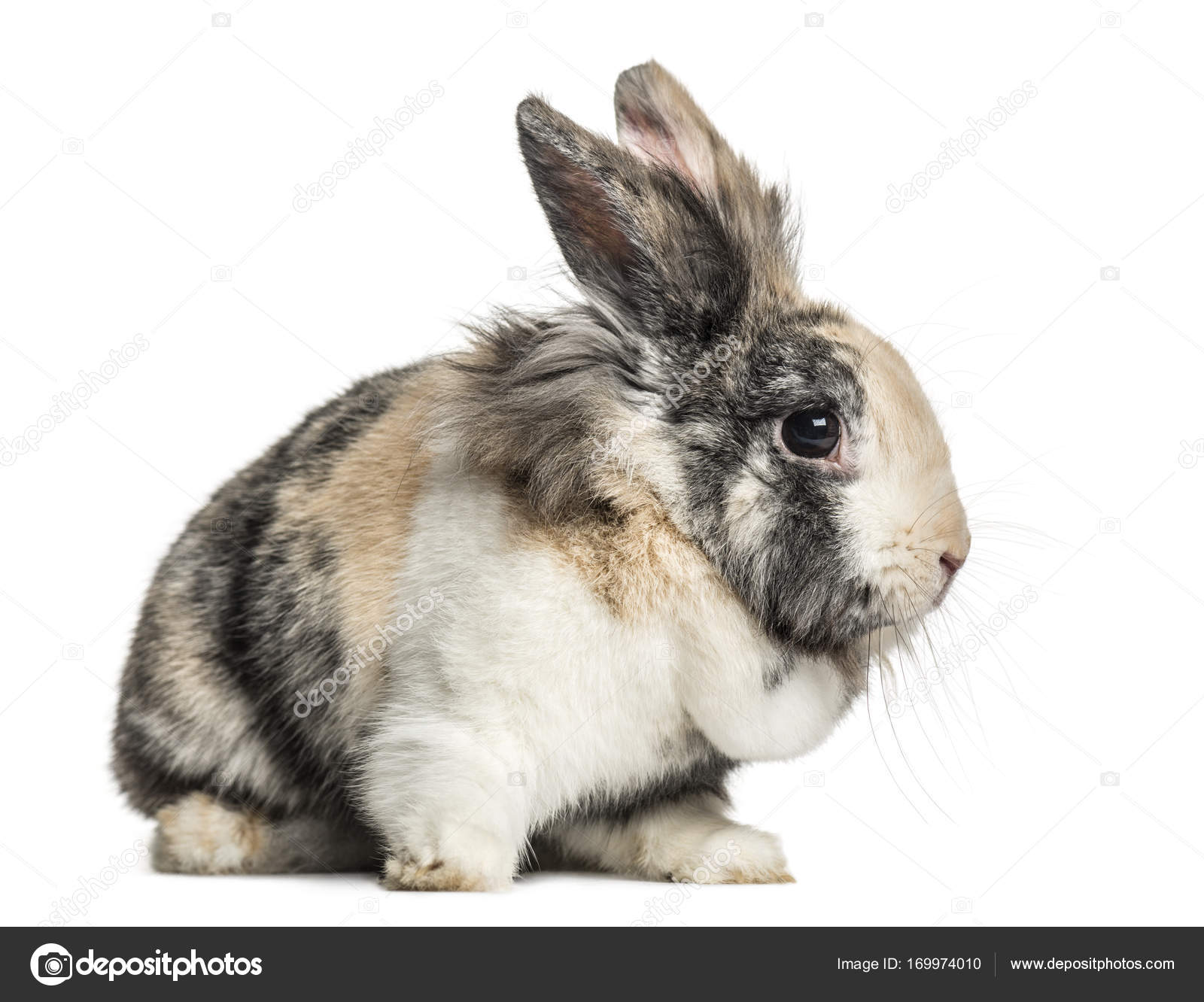 Domestic rabbit sitting, isolated on white Stock Photo by ©lifeonwhite ...