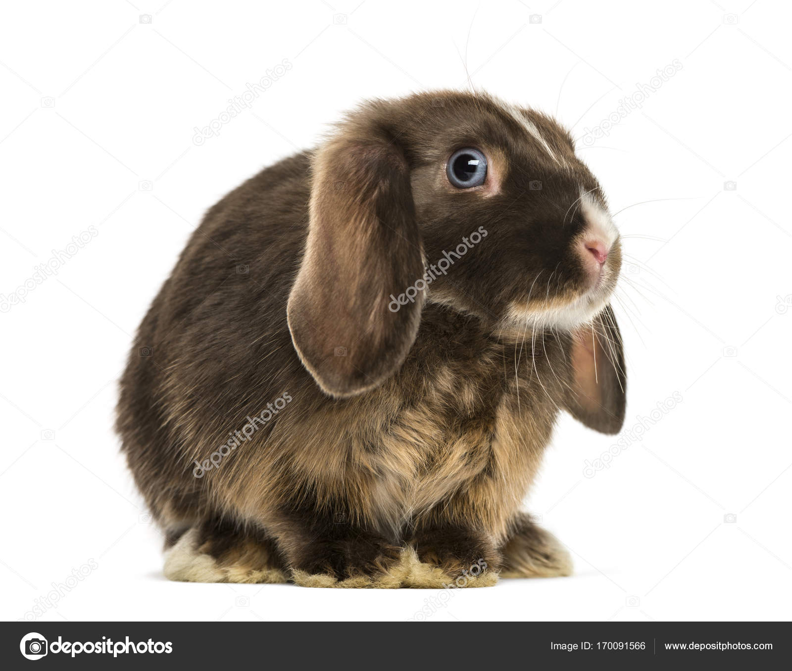 Brown Mini Lop Rabbits