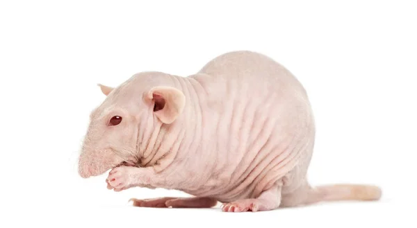 Hairless rat Stock Photos, Royalty Free Hairless rat Images | Depositphotos
