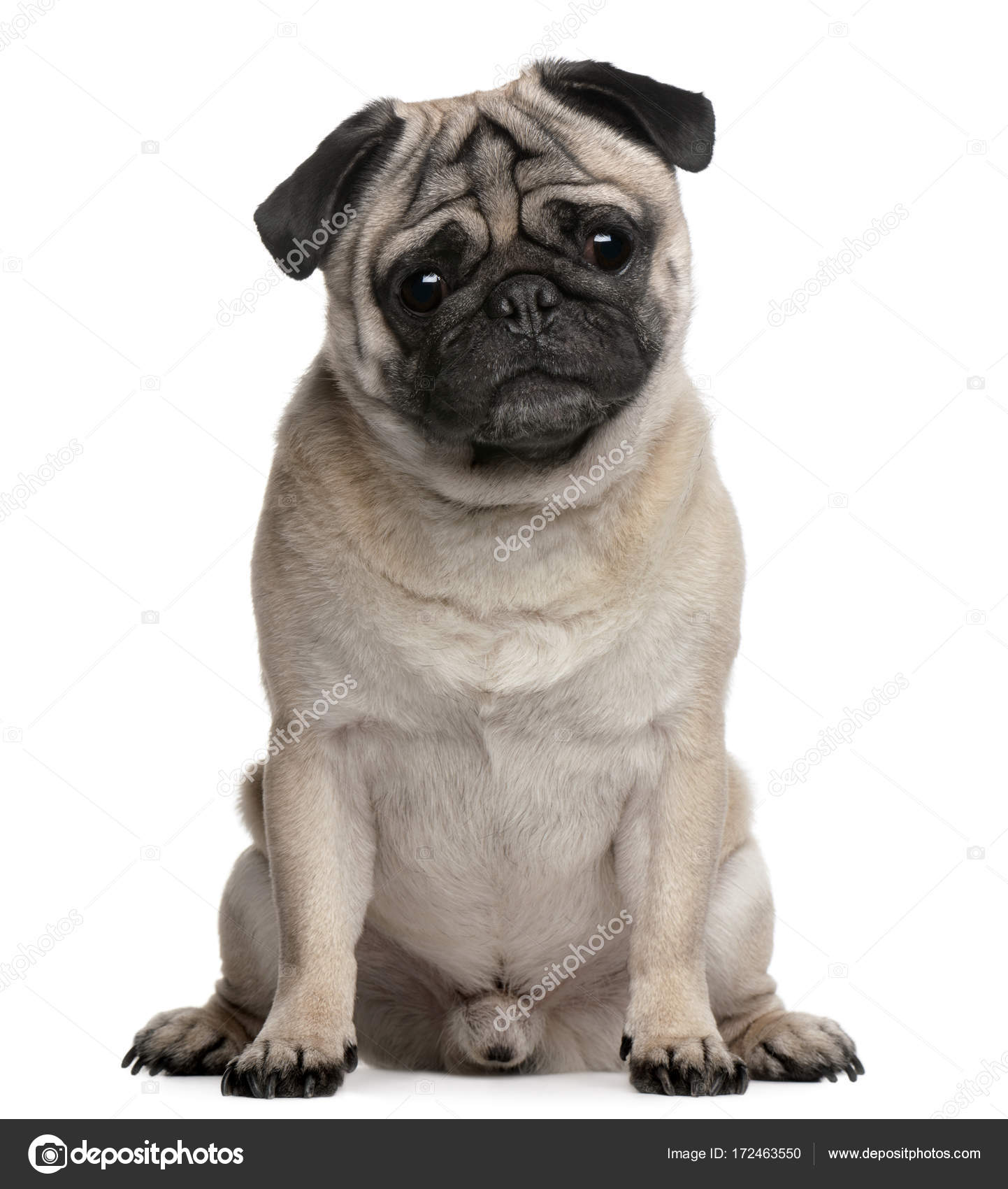 Pug, 4 years old, sitting in front of white background Stock Photo by ©lifeonwhite 172463550
