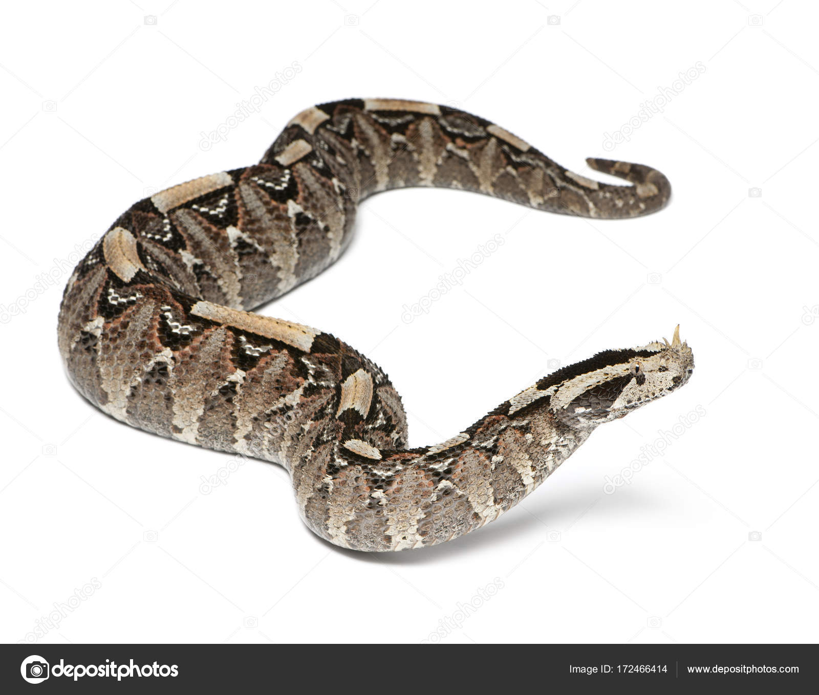 Rhino Viper Snake
