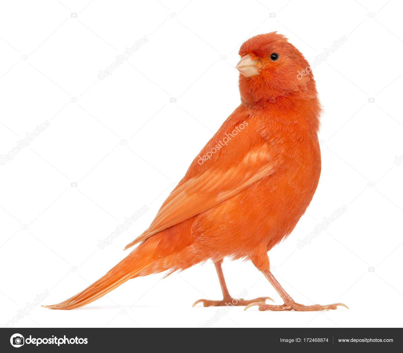 Red canary, Serinus canaria, against white background — Stock Photo ...