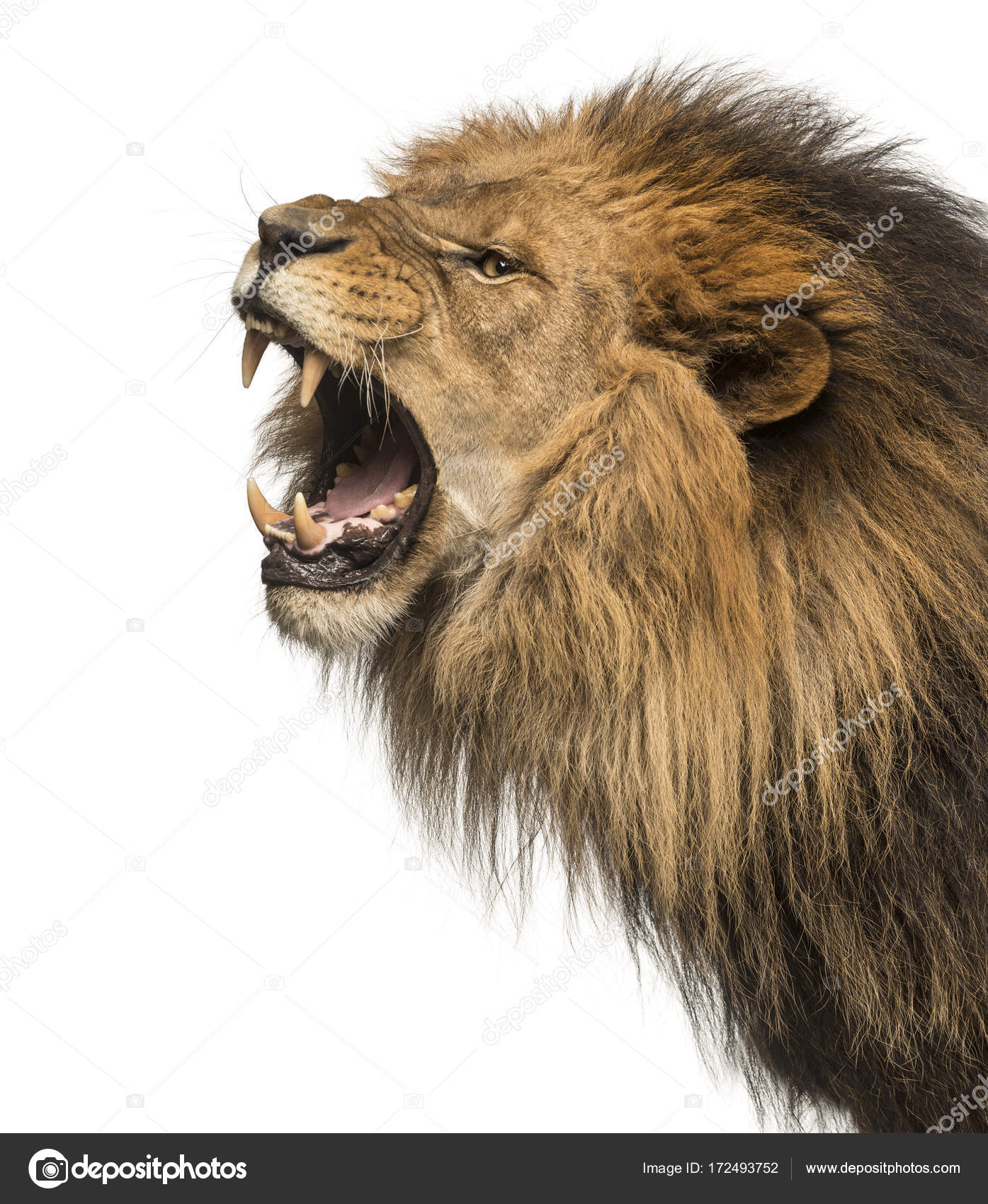 Top 43 Imagen Leones Con Boca Abierta Abzlocal Mx