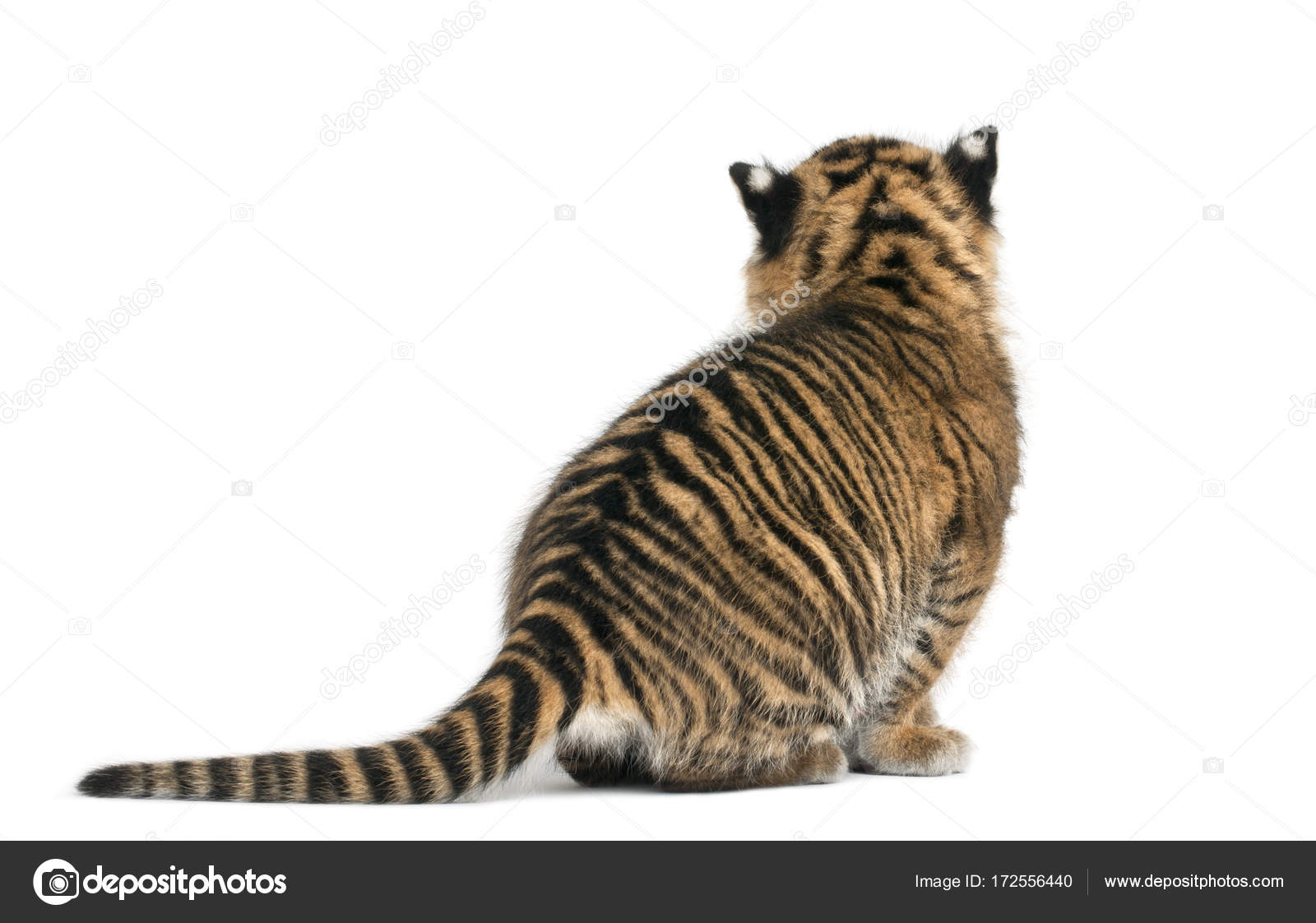 Rear view of Sumatran Tiger cub, Panthera tigris sumatrae, 3 wee Stock ...
