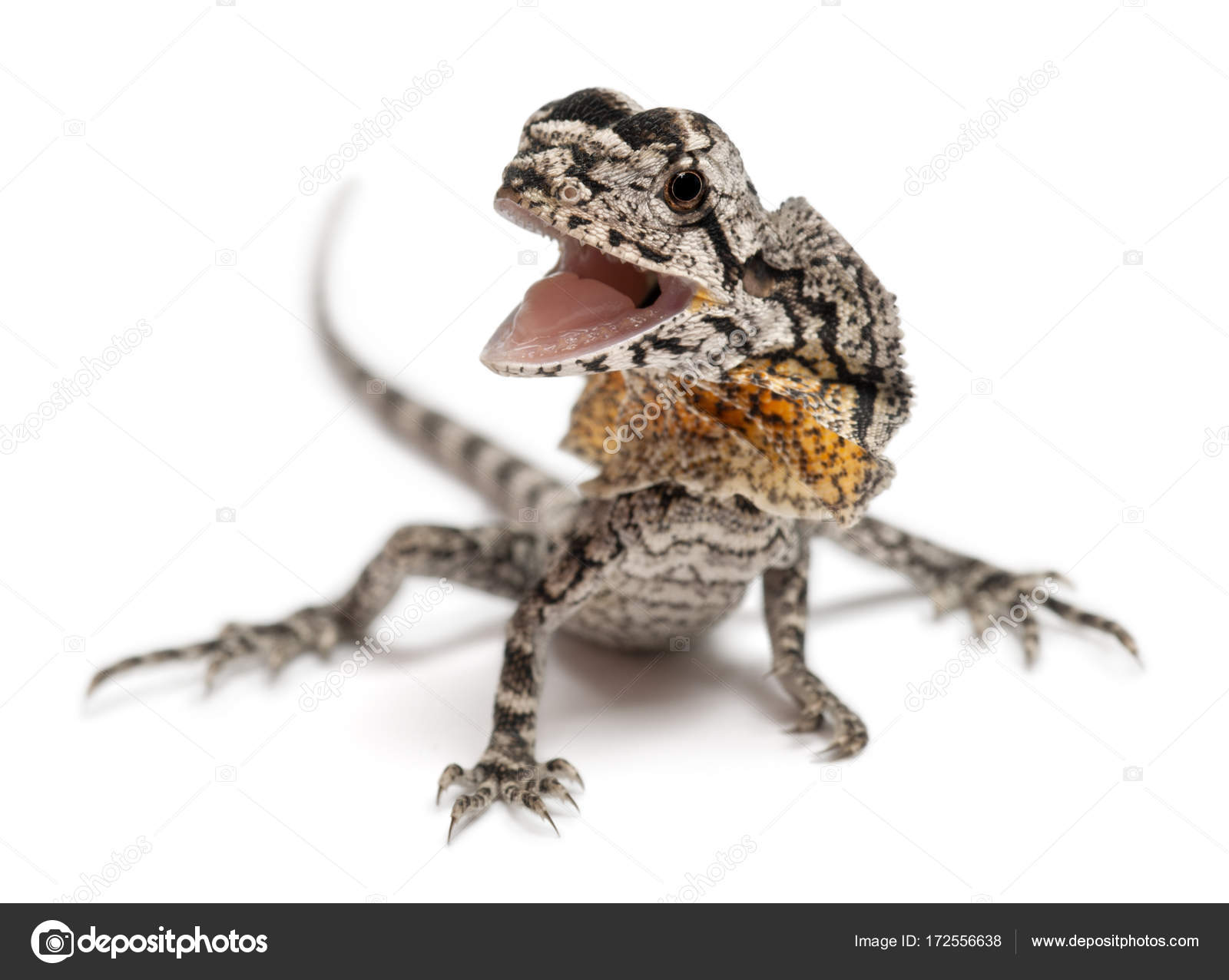 Frill-necked lizard also known as the frilled lizard, Chlamydosa ...