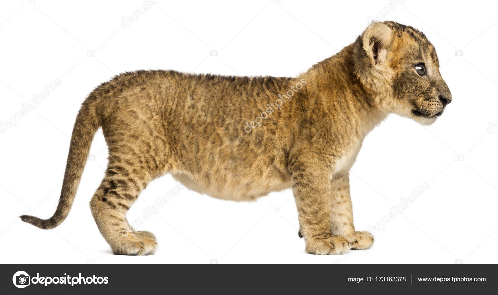 Side view of a Lion cub, 4 weeks old, isolated on white Stock Photo by ...
