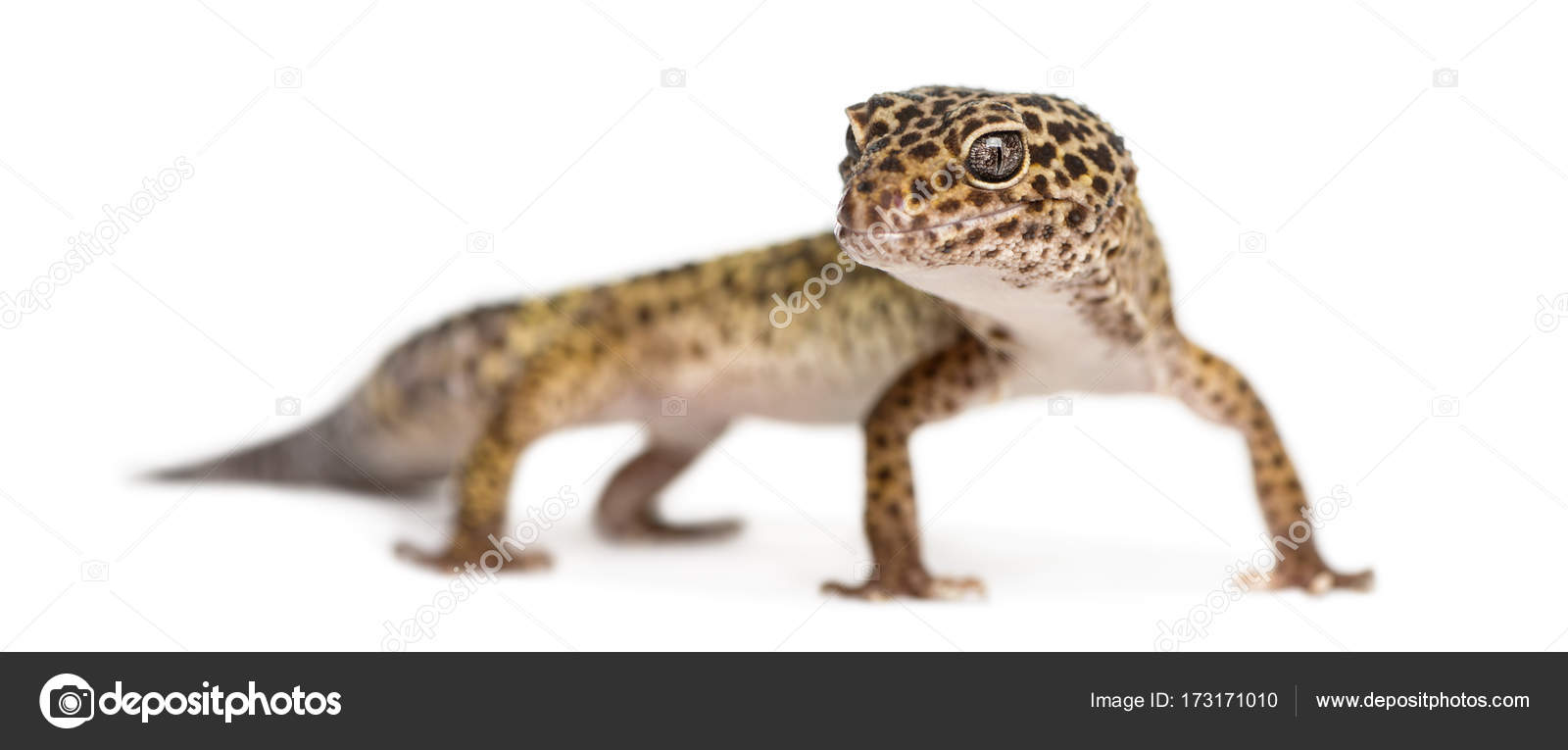 Leopard gecko standing, looking at the camera, Eublepharis macul ...