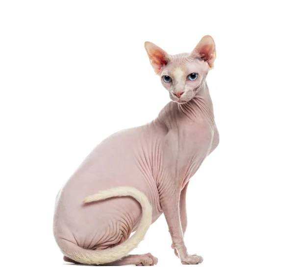 Fat and pregnant Sphynx isolated on white Stock Photo by ©lifeonwhite ...