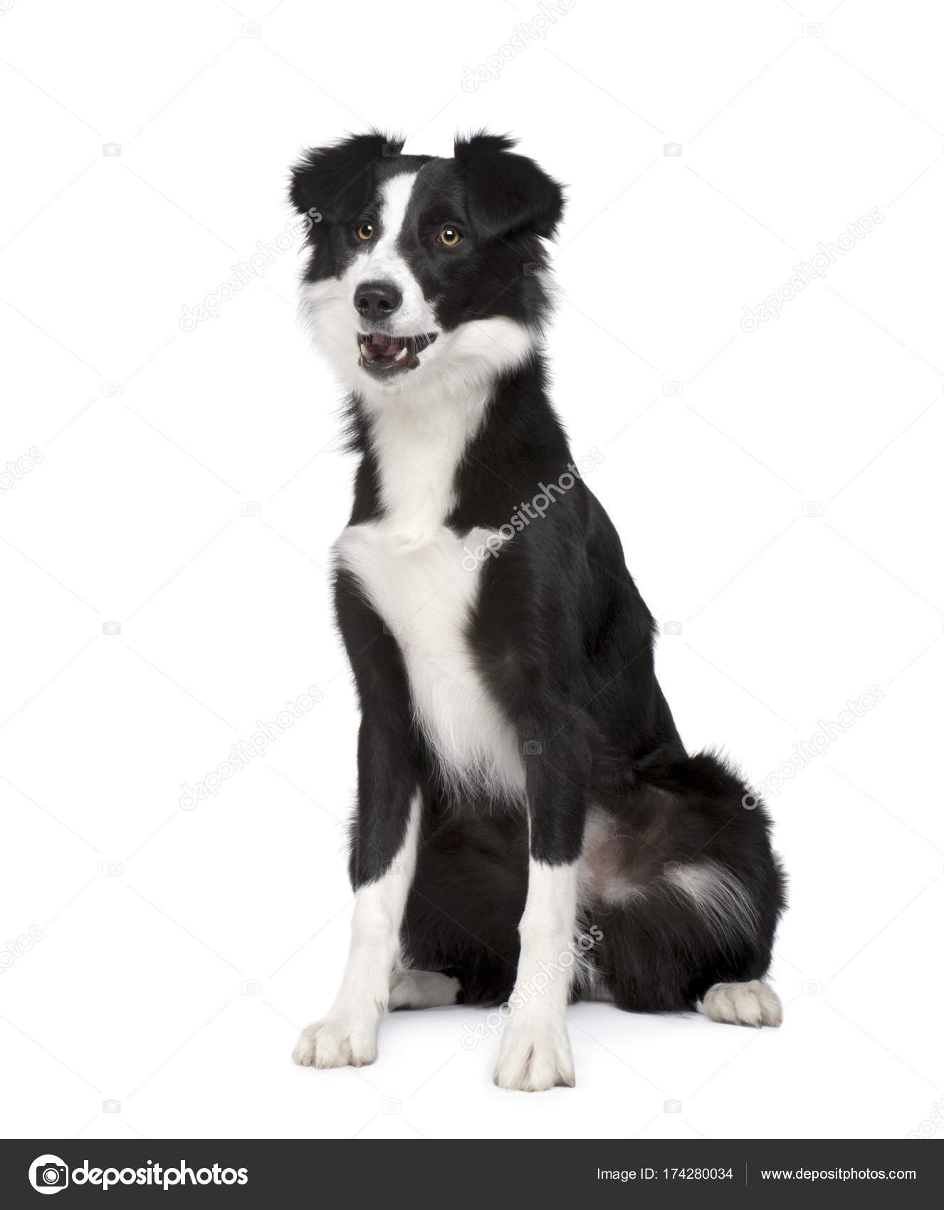 Border Collie in front of a white background Stock Photo by ...