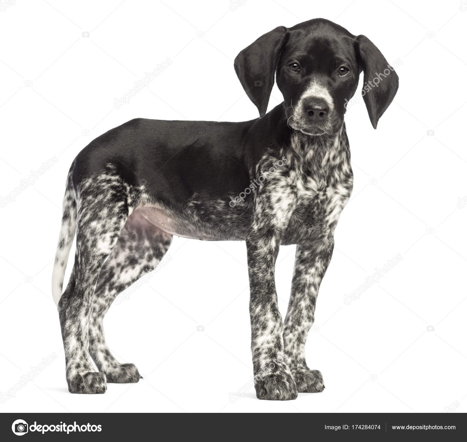 Black And White German Shorthaired Pointer Puppies | ppgbbe.intranet ...