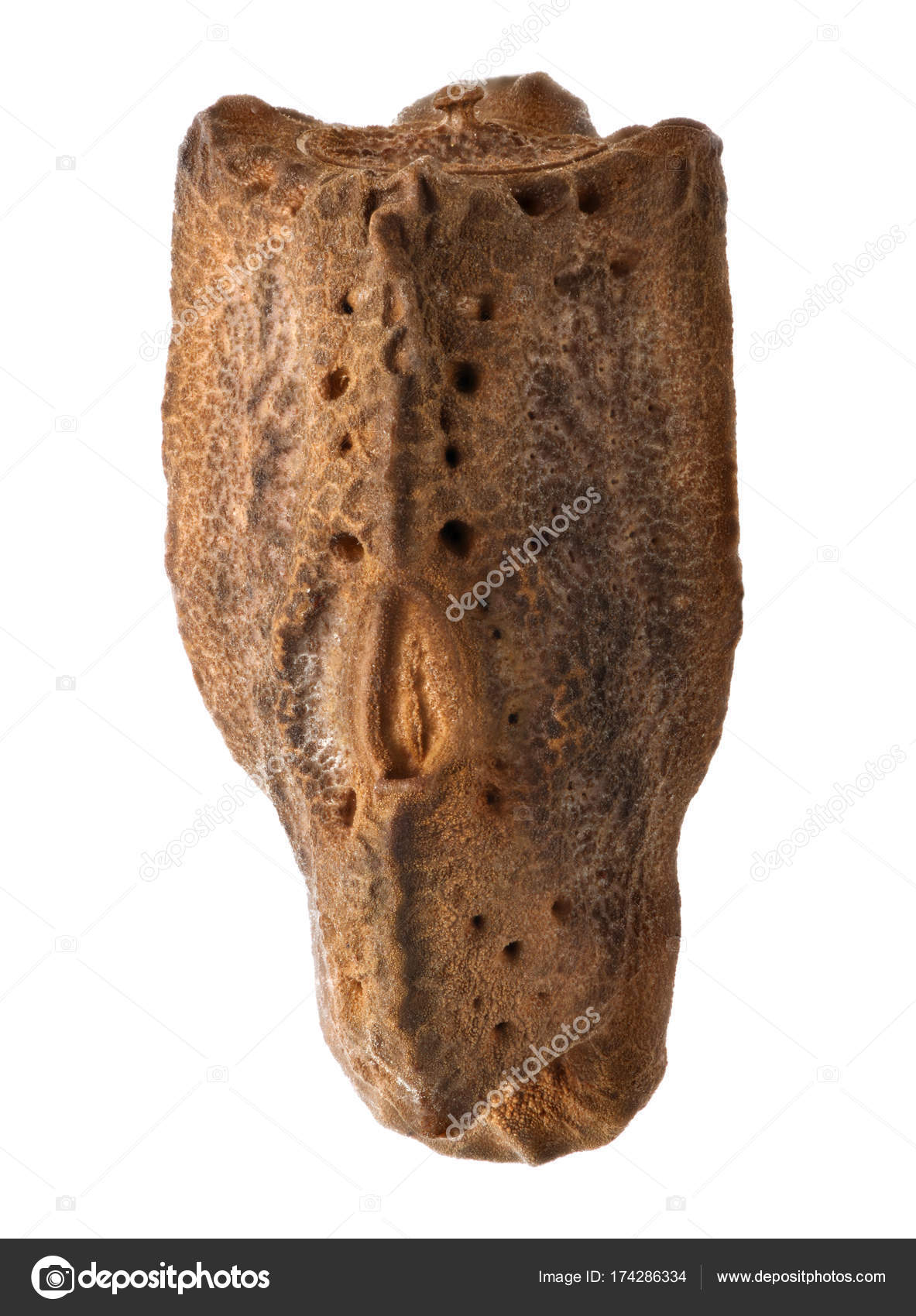 Crown Stick Insect's egg, Onchestus rentzi, 5.9 mm, isolated on Stock ...