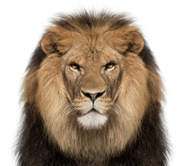 León vista frontal fotos de stock, imágenes de León vista frontal sin ...