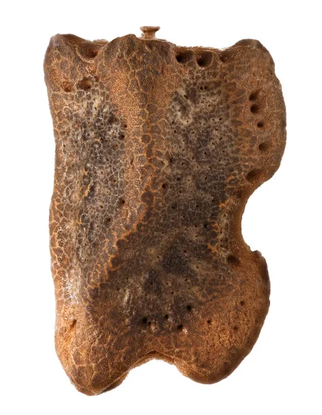 Crown Stick Insect's egg, Onchestus rentzi, 5.9 mm, isolated on Stock ...