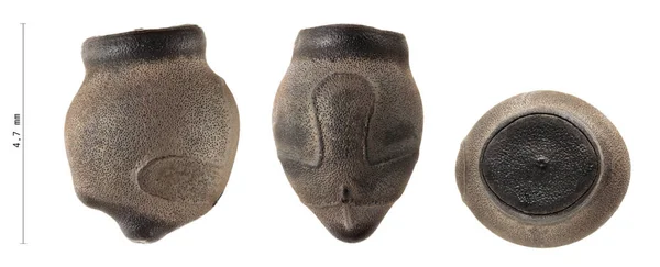 Crown Stick Insect's egg, Onchestus rentzi, 5.9 mm, isolated on Stock ...