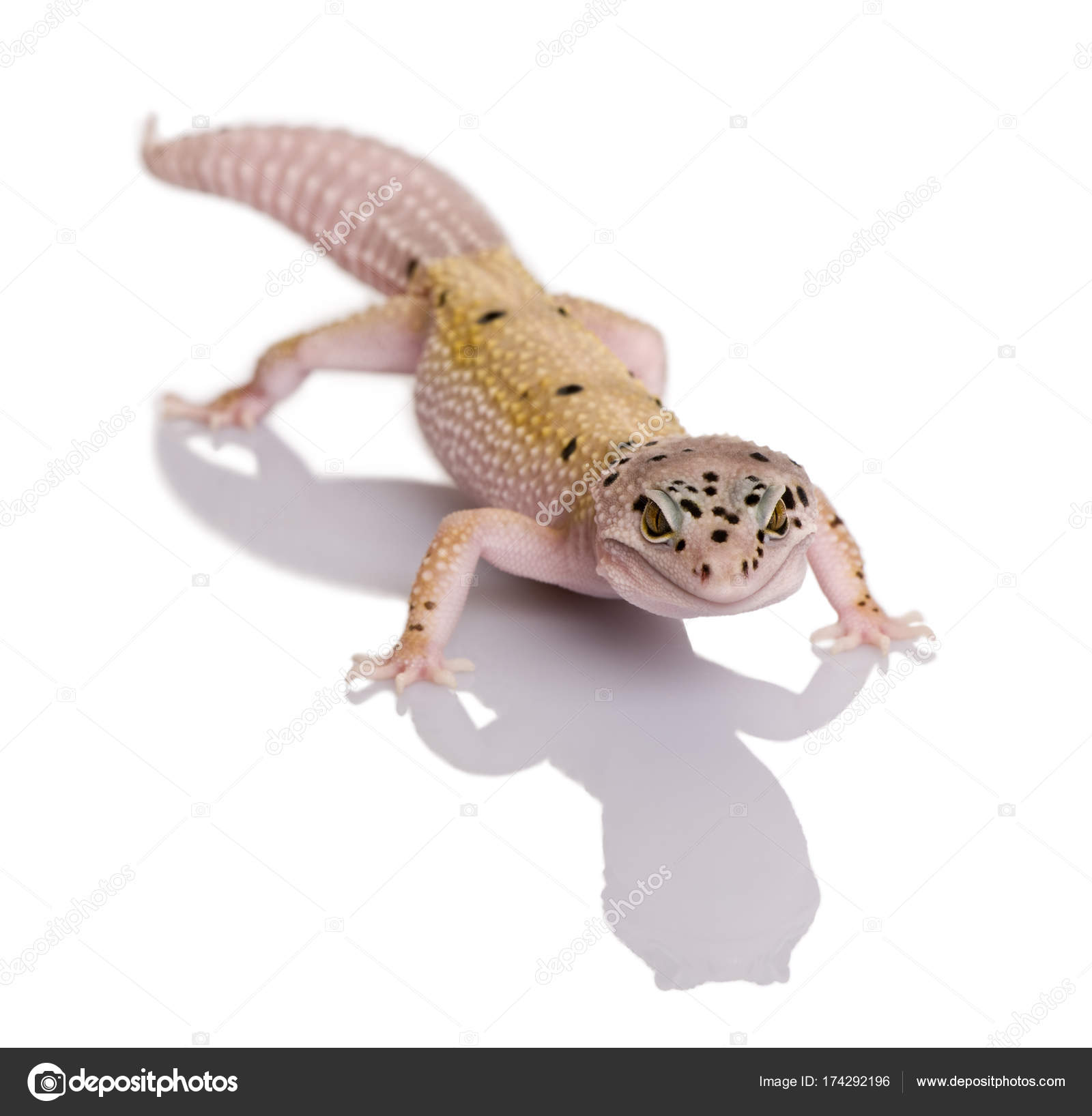 Bell Leopard Gecko