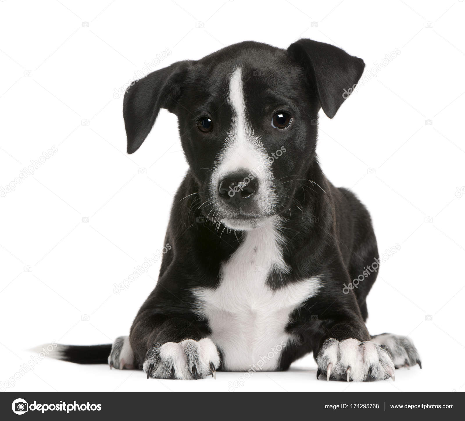 Pitbull Border Collie Puppies