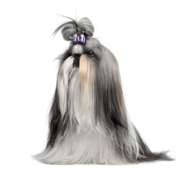 Shitzu fotos de stock, imágenes de Shitzu sin royalties | Depositphotos