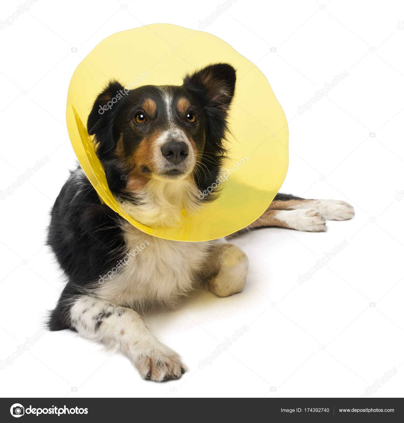 Border collie wearing a space collar lying in front of white background ...