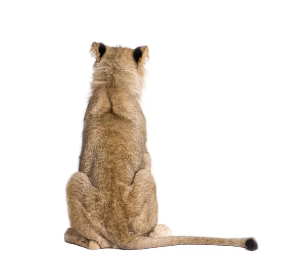 Back view of a Lion, Panthera leo, 9 months old, in front of a white ...