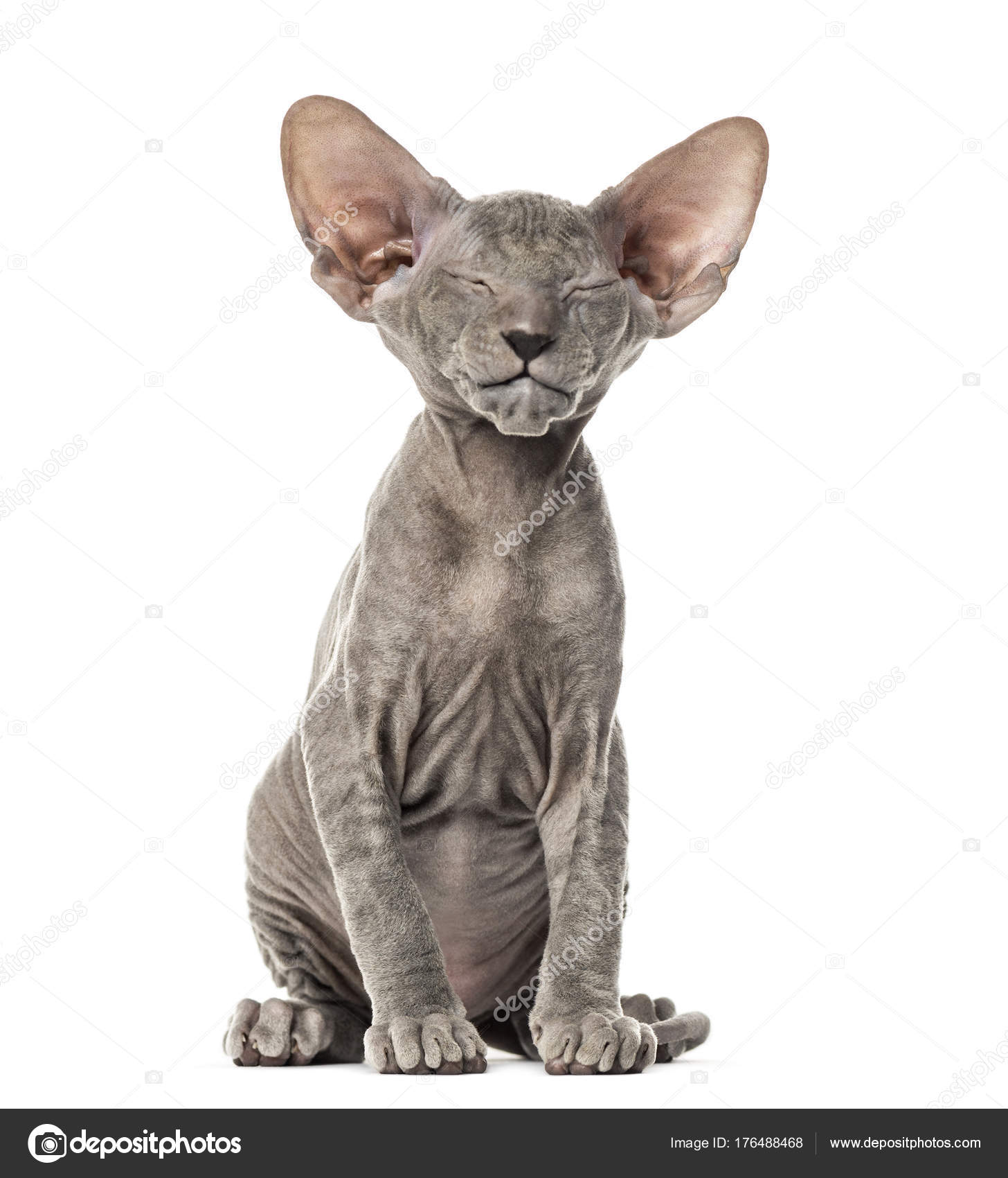 All White Peterbald Kittens