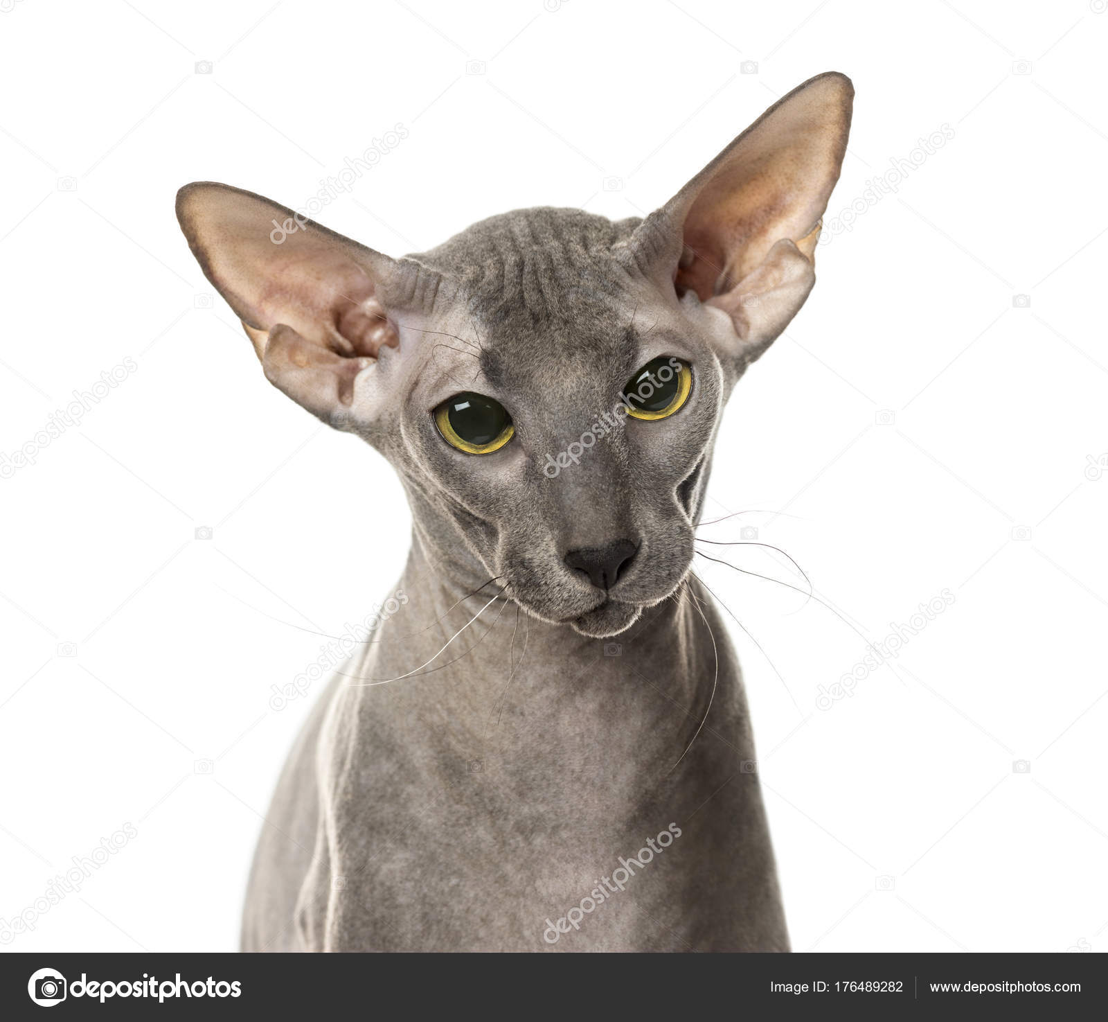 Peterbald Hairless Cat