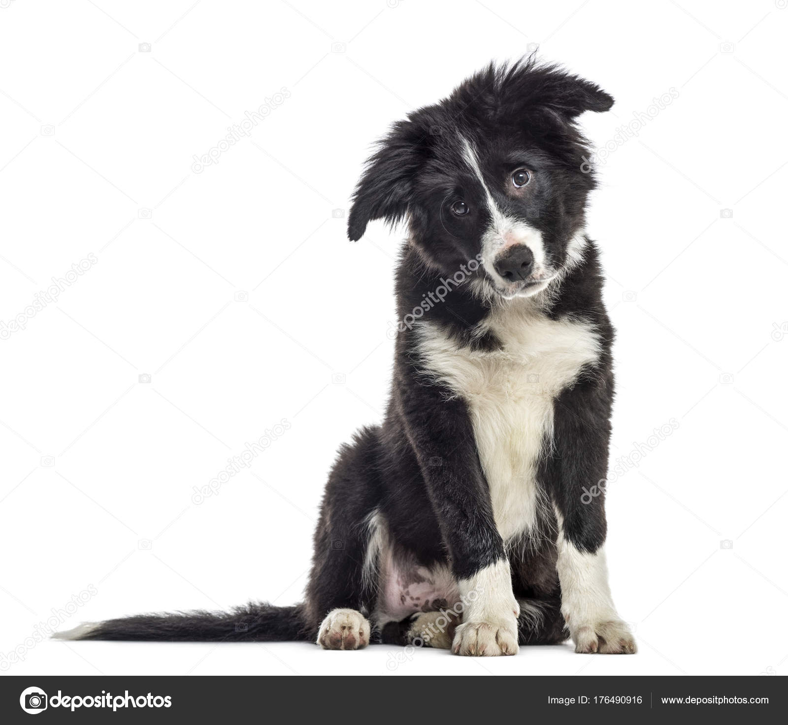 Solid Black Border Collie Puppy