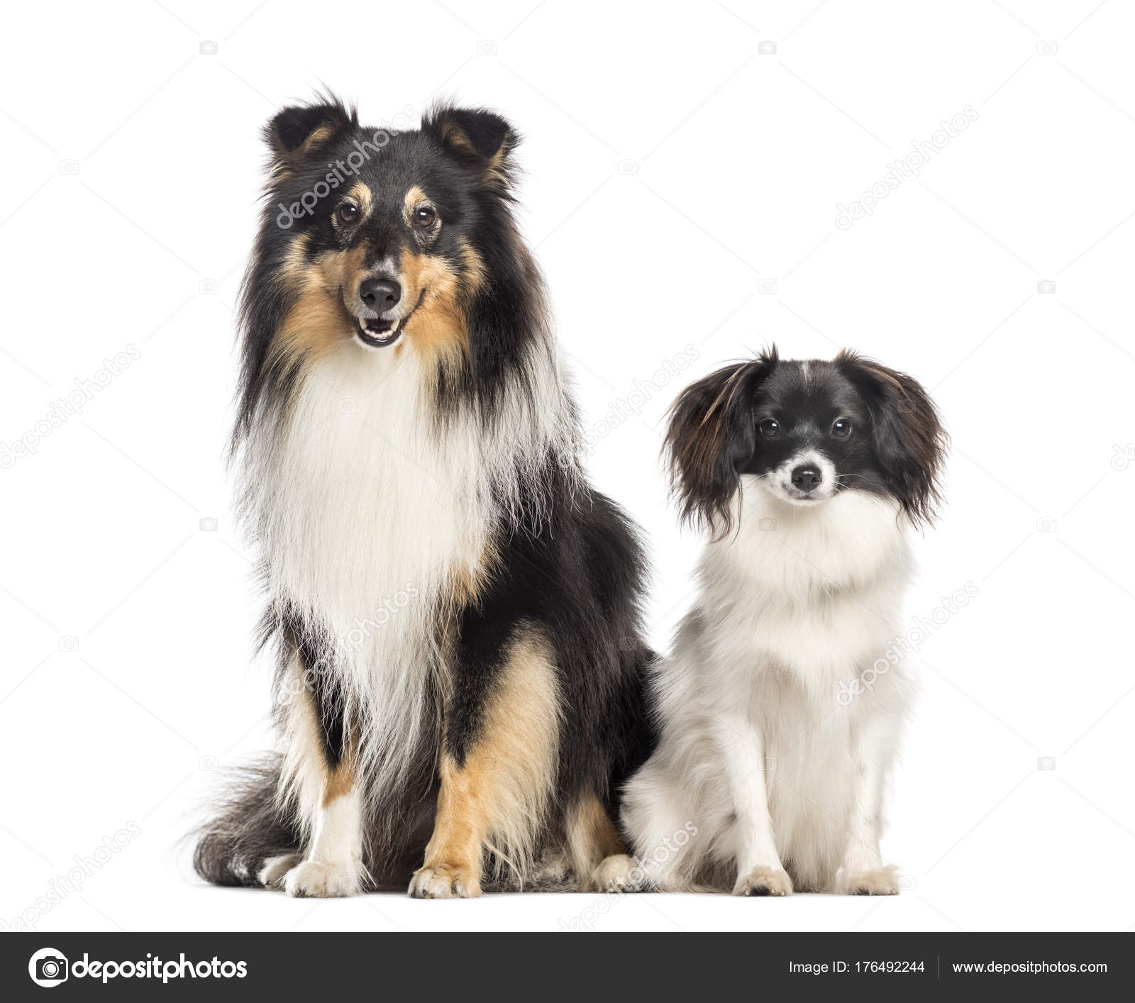 Sheltie Papillon Mix