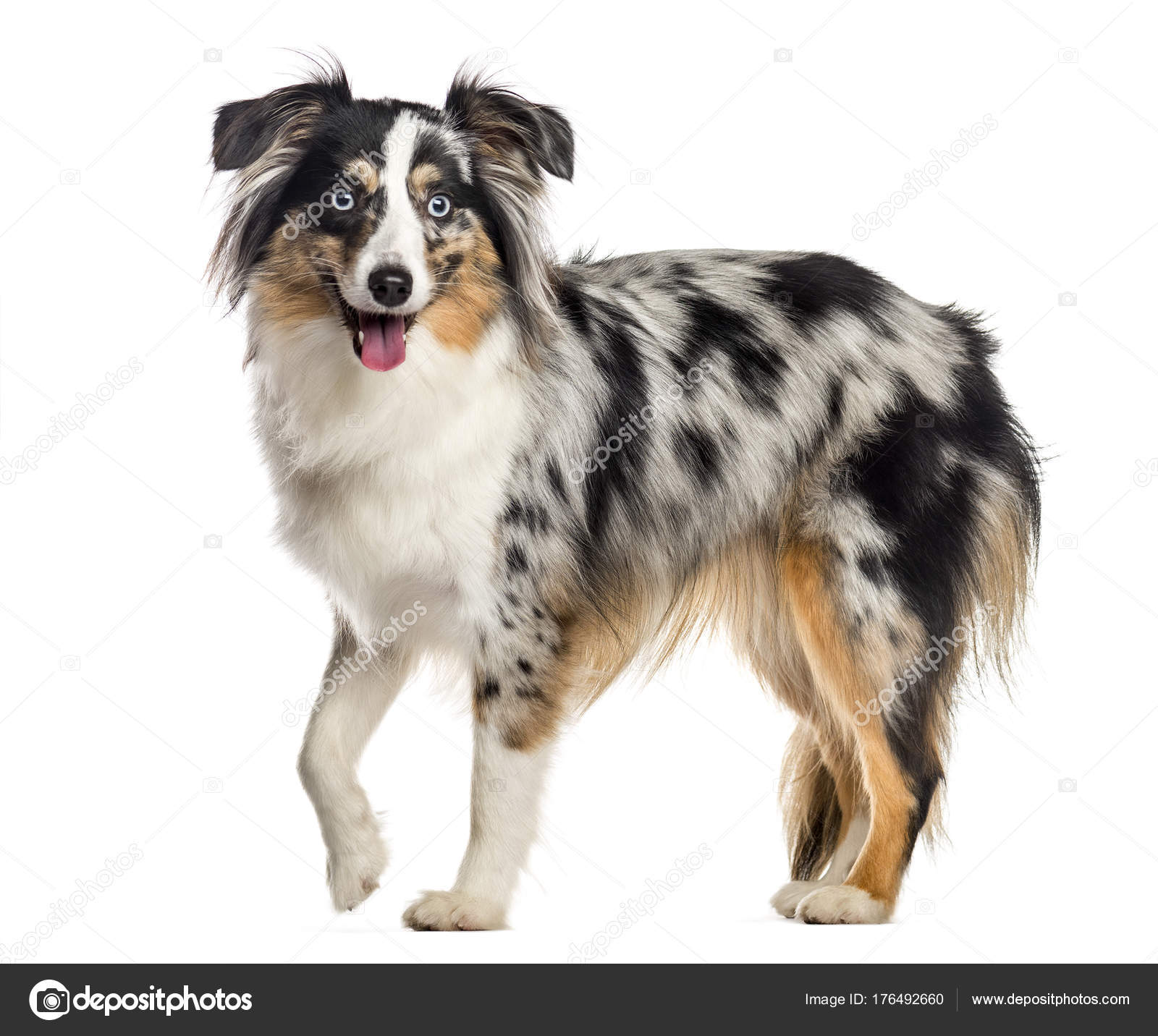 Mini Australian Shepherd