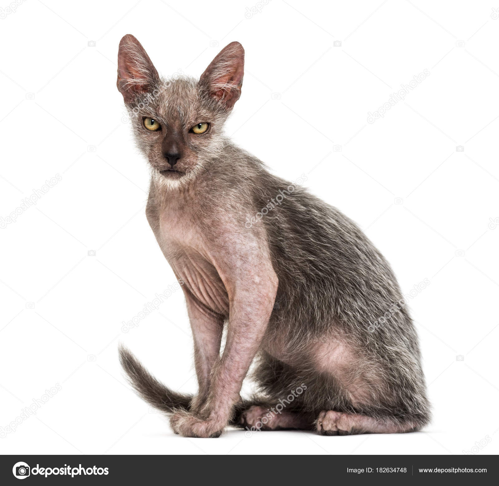 Kitten Lykoi cat, 3 months old, also called the Werewolf cat aga Stock ...