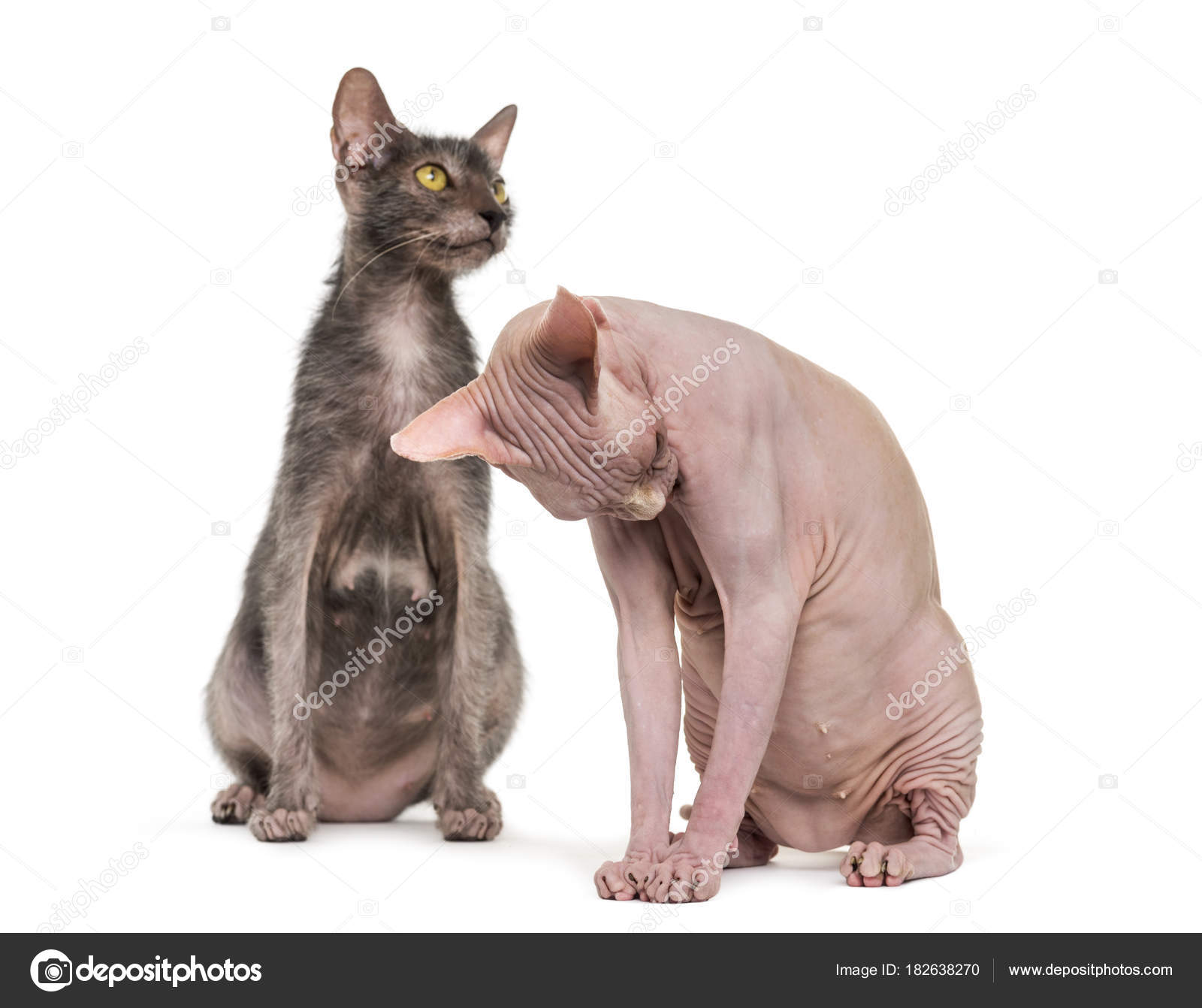 Lykoi cat, also called the Werewolf cat and grooming Sphynx Hair ...